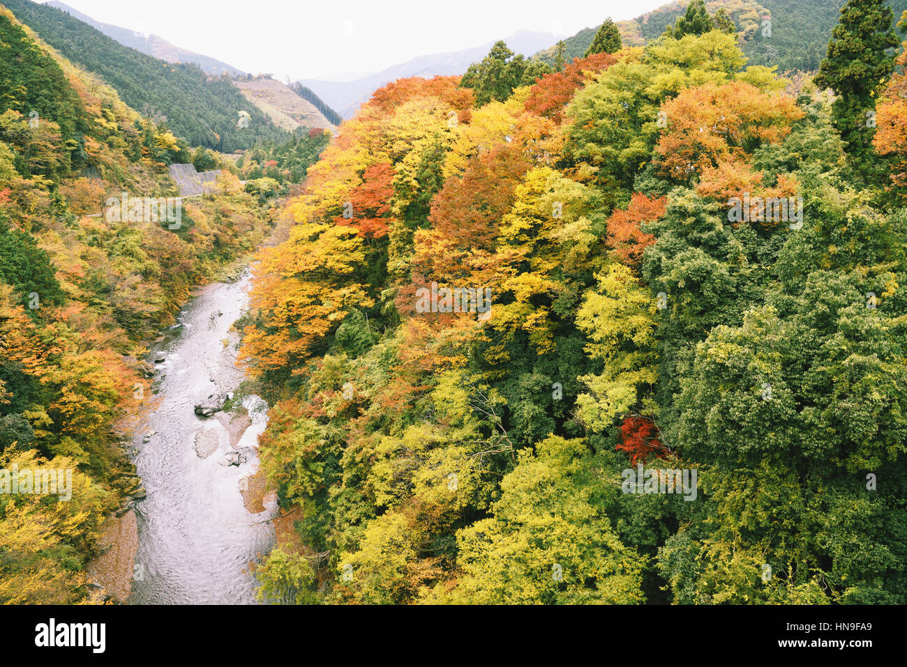 Water in leaves hi-res stock photography and images - Alamy
