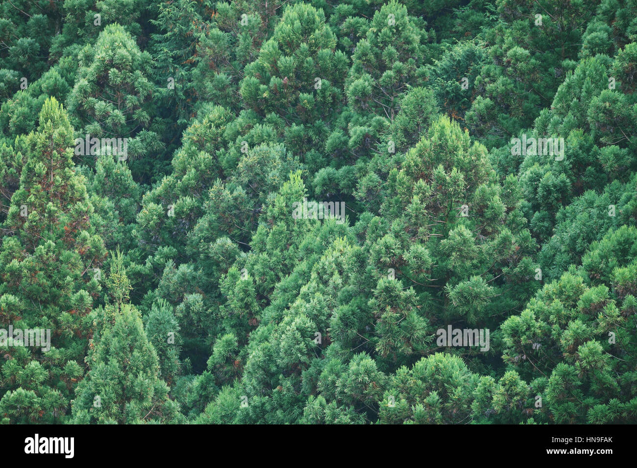Japanese cedar tree hi-res stock photography and images - Alamy