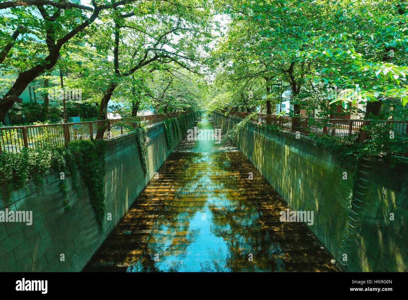 Fresh green at Meguro river, Tokyo, Japan Stock Photo - Alamy