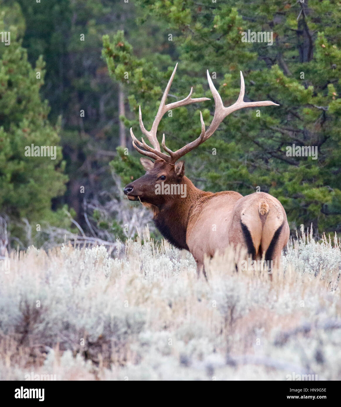 Elk looking back hi-res stock photography and images - Alamy