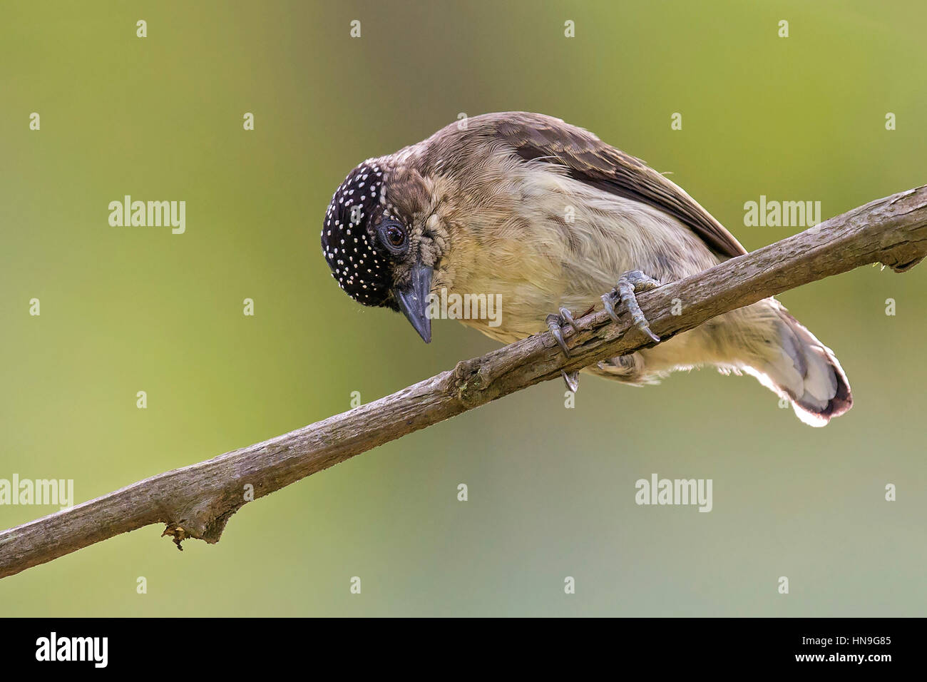 Grayish Piculet (Picumnus granadensis) female, Cali, Valle del Cauca ...