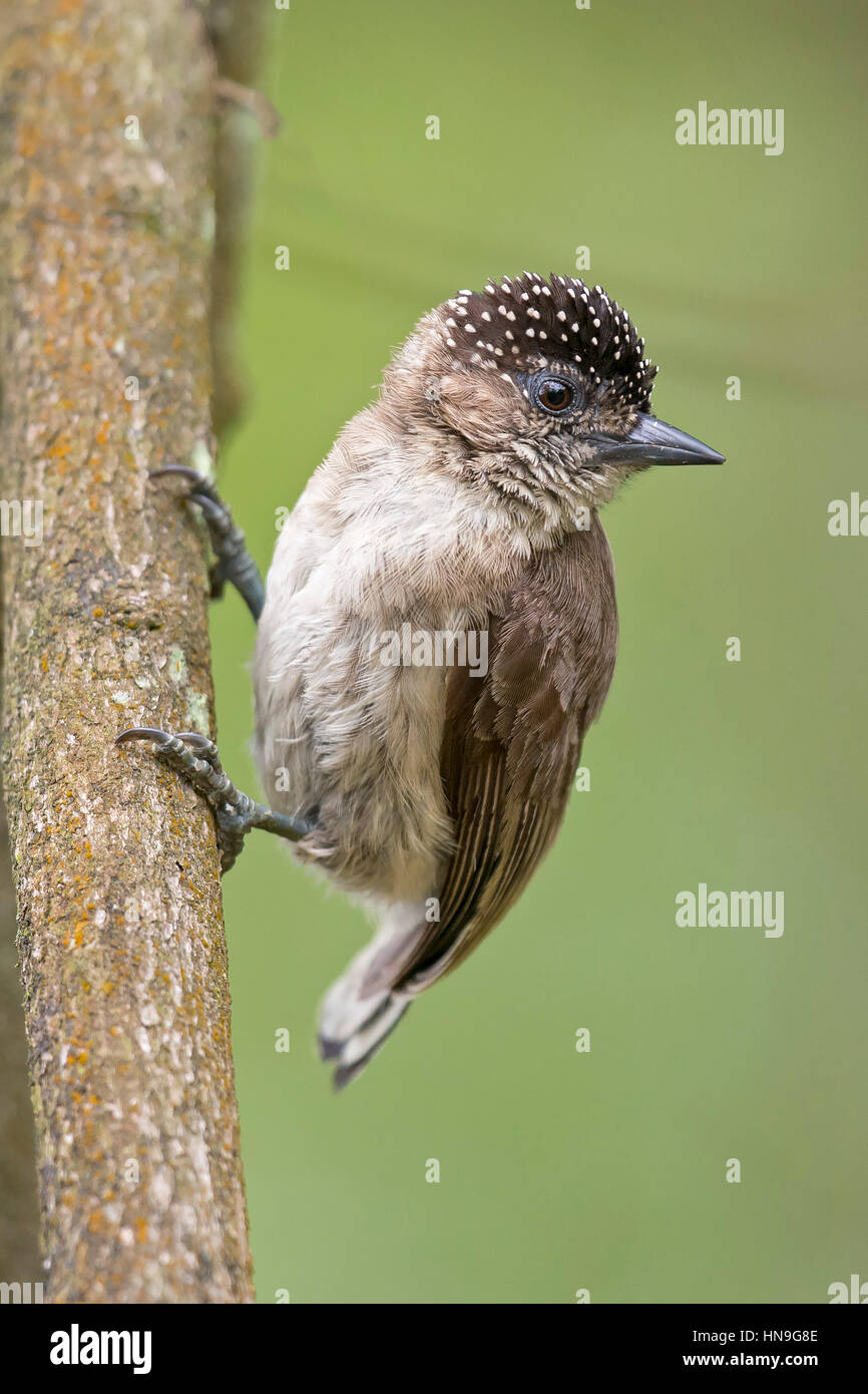 Grayish Piculet (Picumnus granadensis) female, Cali, Valle del Cauca ...