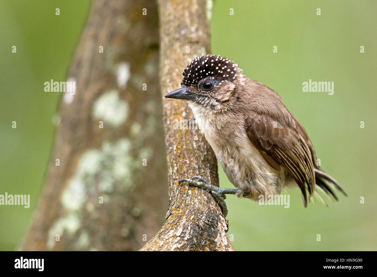 Picumnus granadensis hi-res stock photography and images - Alamy