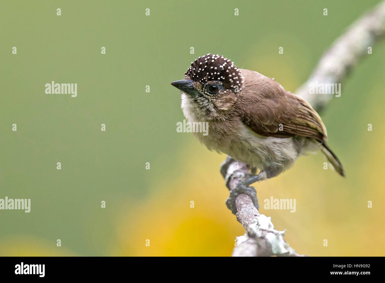Grayish Piculet (Picumnus granadensis) female, Cali, Valle del Cauca ...