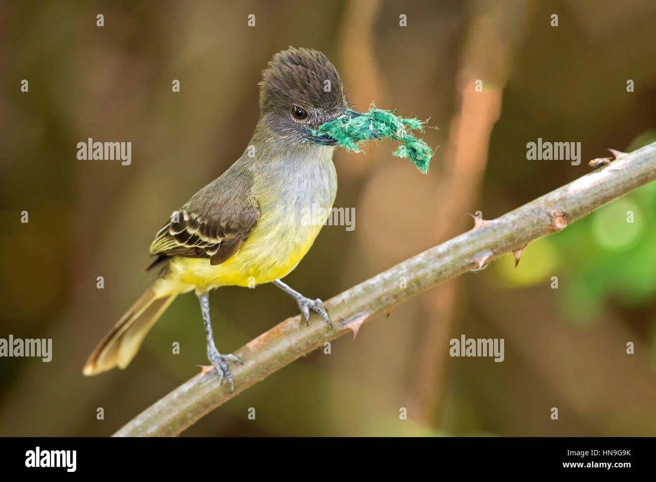 Apical Flycatcher (Myiarchus apicalis), laguna de Sonso, Buga, Valle ...