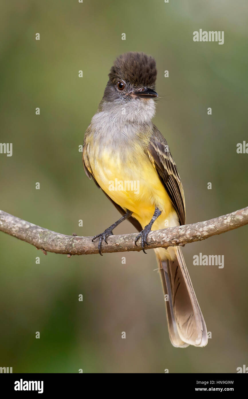 Apical Flycatcher (Myiarchus apicalis), laguna de Sonso, Buga, Valle ...