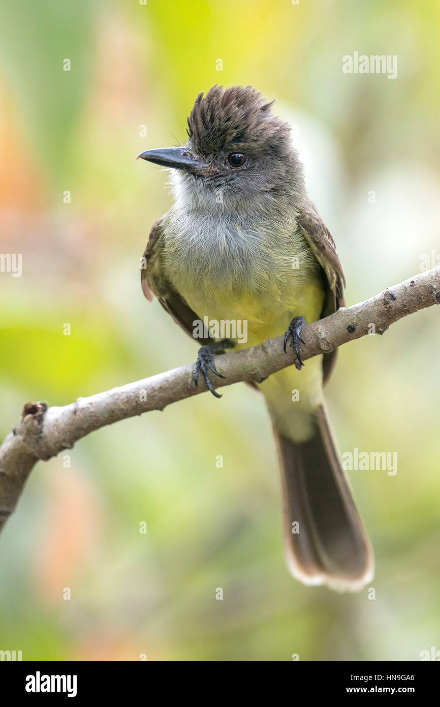 Apical Flycatcher (Myiarchus apicalis), Cali, Valle del Cauca Stock ...