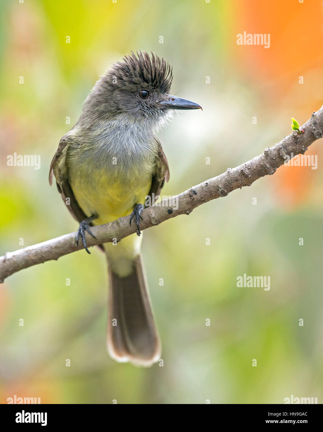 Apical Flycatcher (Myiarchus apicalis), Cali, Valle del Cauca Stock ...