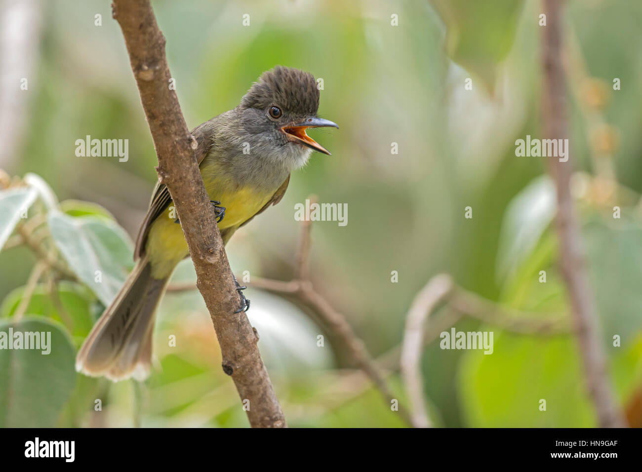 Apical Flycatcher (Myiarchus apicalis), Cali, Valle del Cauca Stock ...