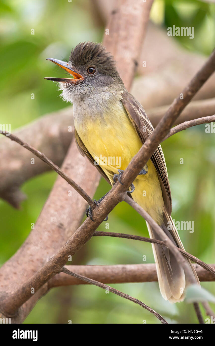 Apical Flycatcher (Myiarchus apicalis), Cali, Valle del Cauca Stock ...