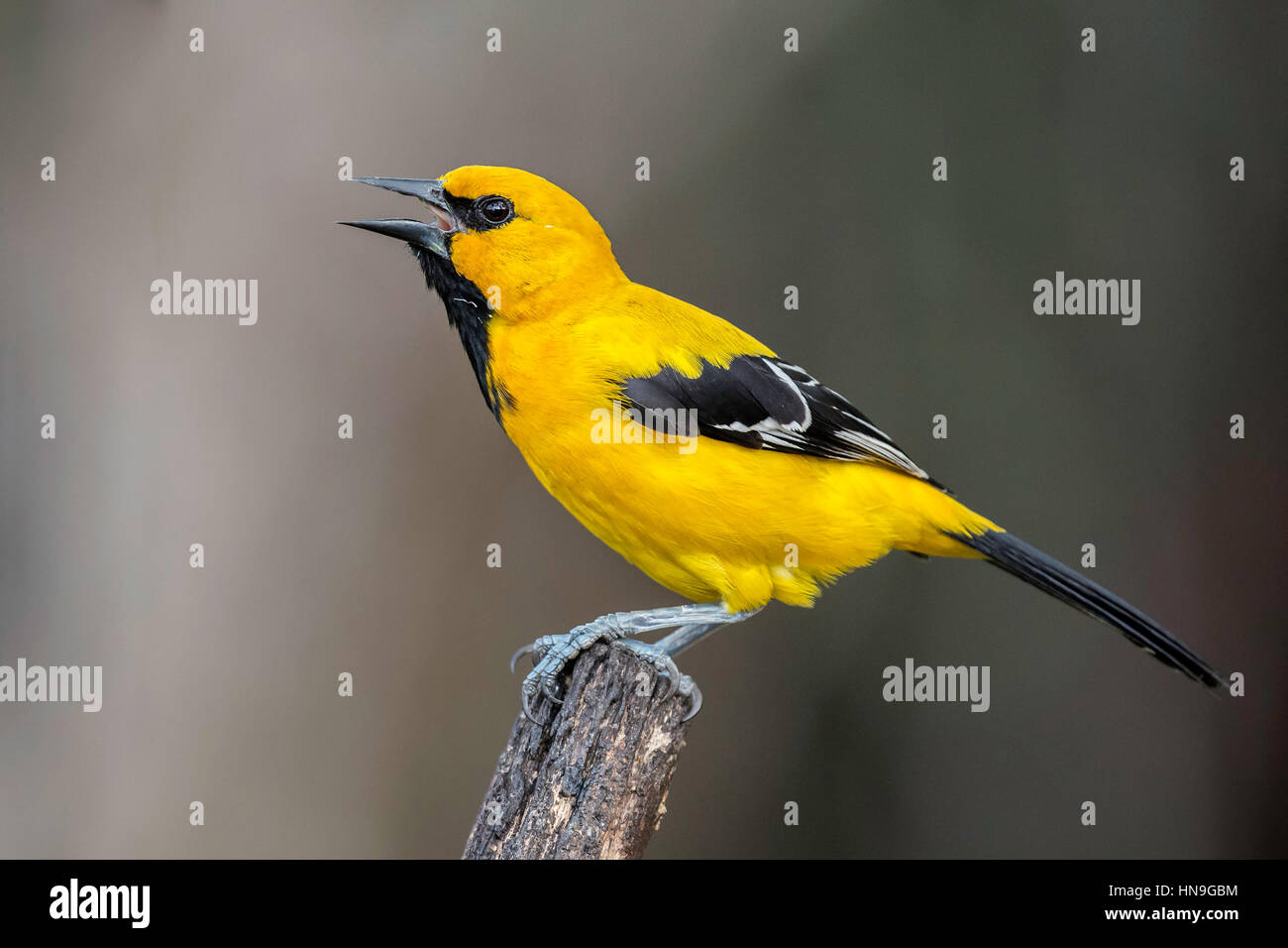 Turpial amarillo hi-res stock photography and images - Alamy