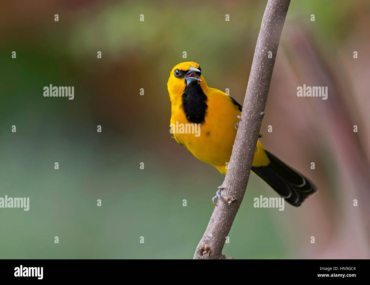 Yellow Oriole (Icterus nigrogularis), Cali, Valle del Cauca Stock Photo ...