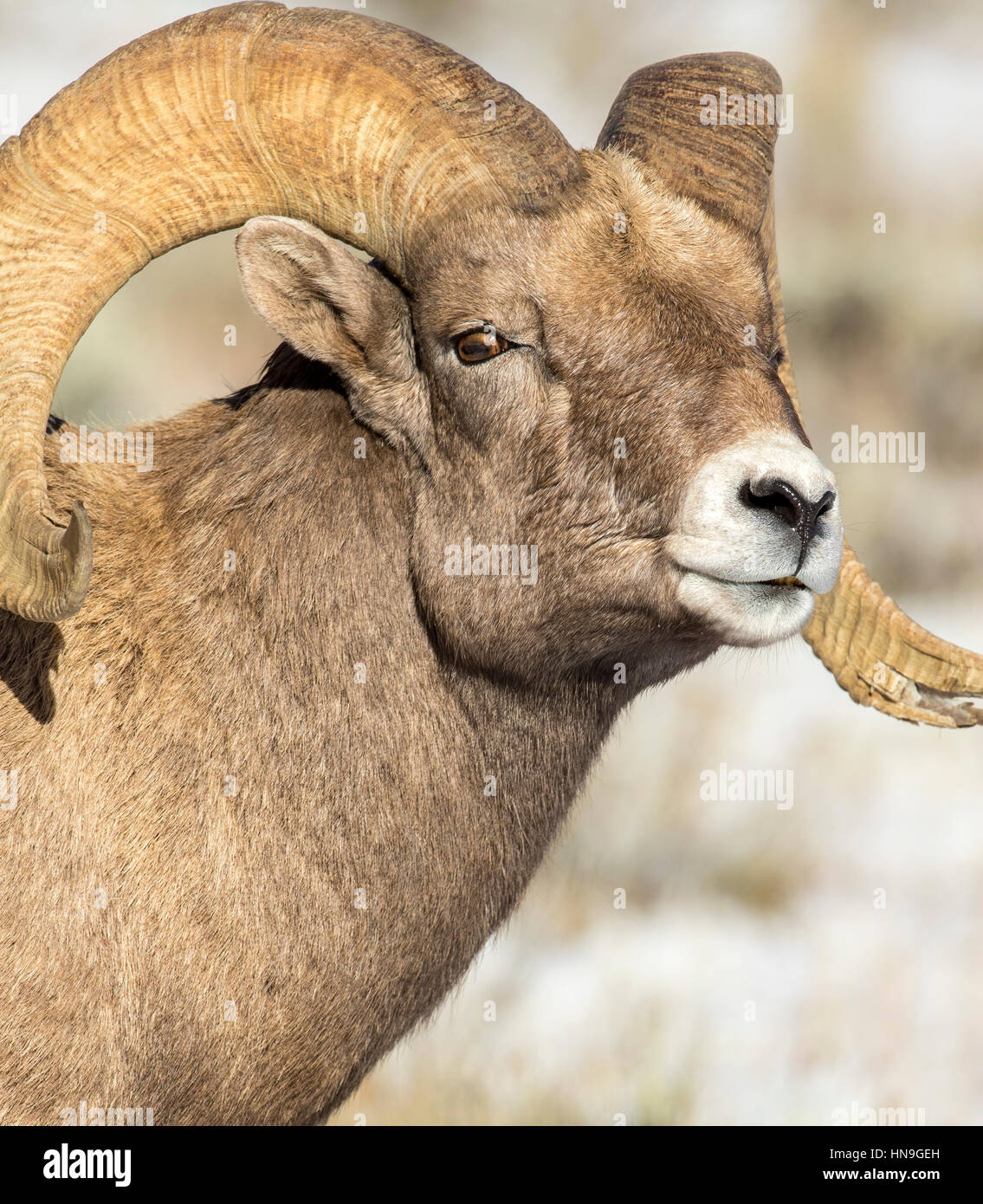 Ram bighorn sheep portrait with large curled horns and little snow in ...