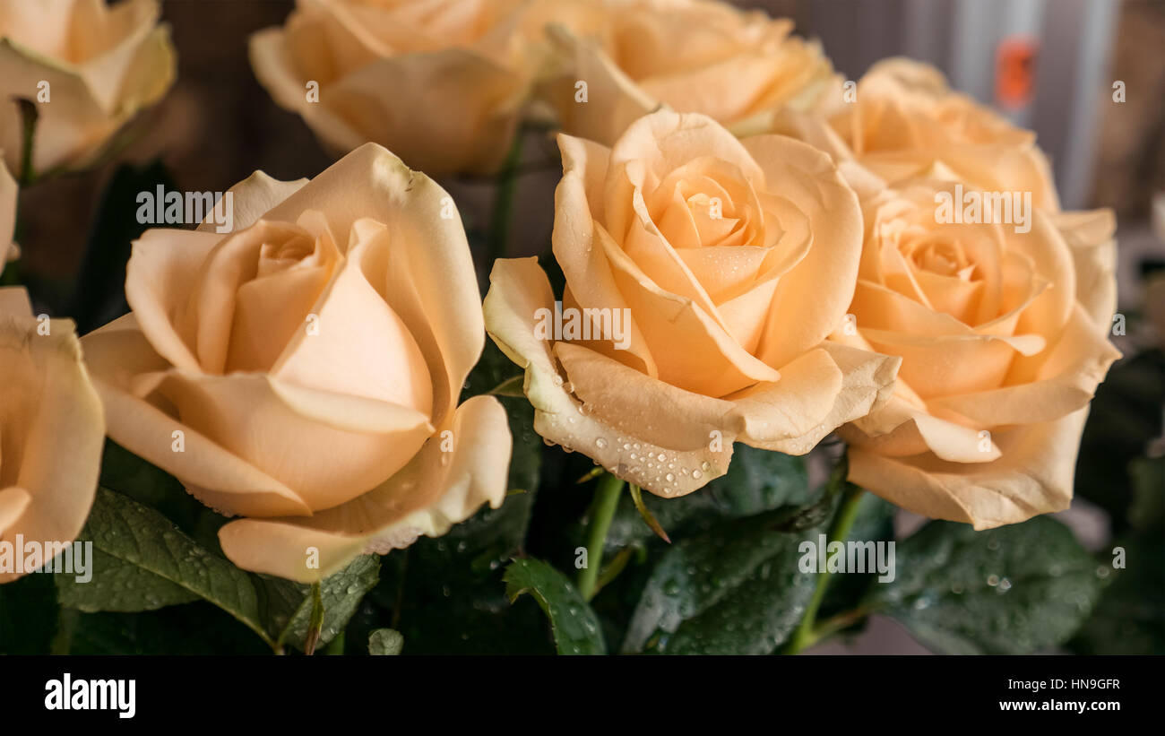 The charming bouquet of beautiful beige roses Stock Photo - Alamy
