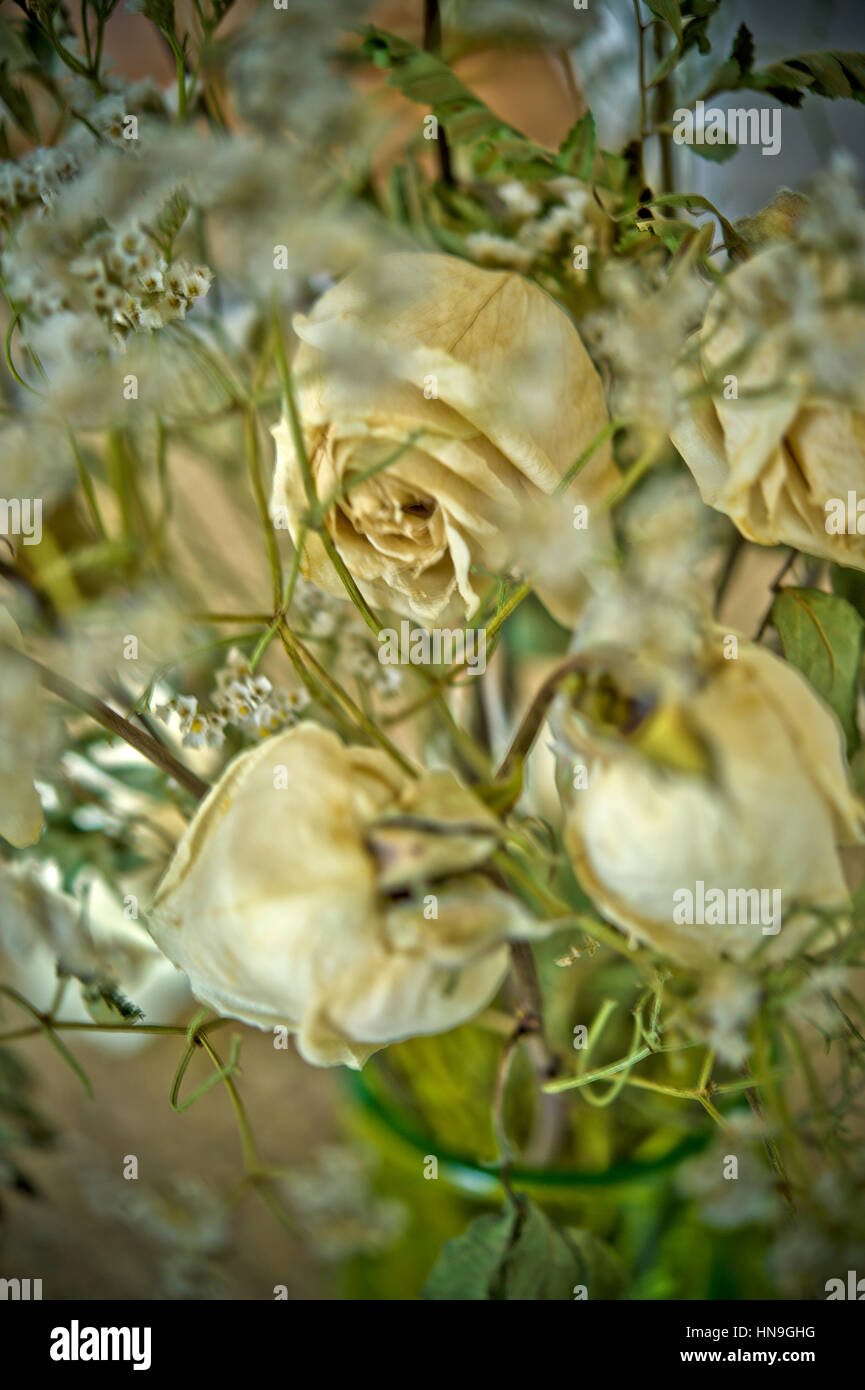 Decaying white roses hi-res stock photography and images - Alamy