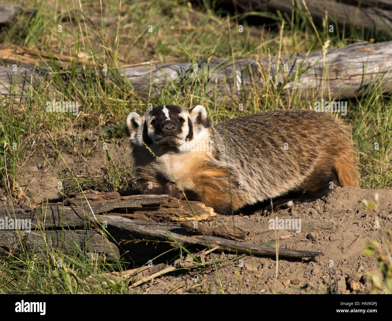American badger digging hi-res stock photography and images - Alamy