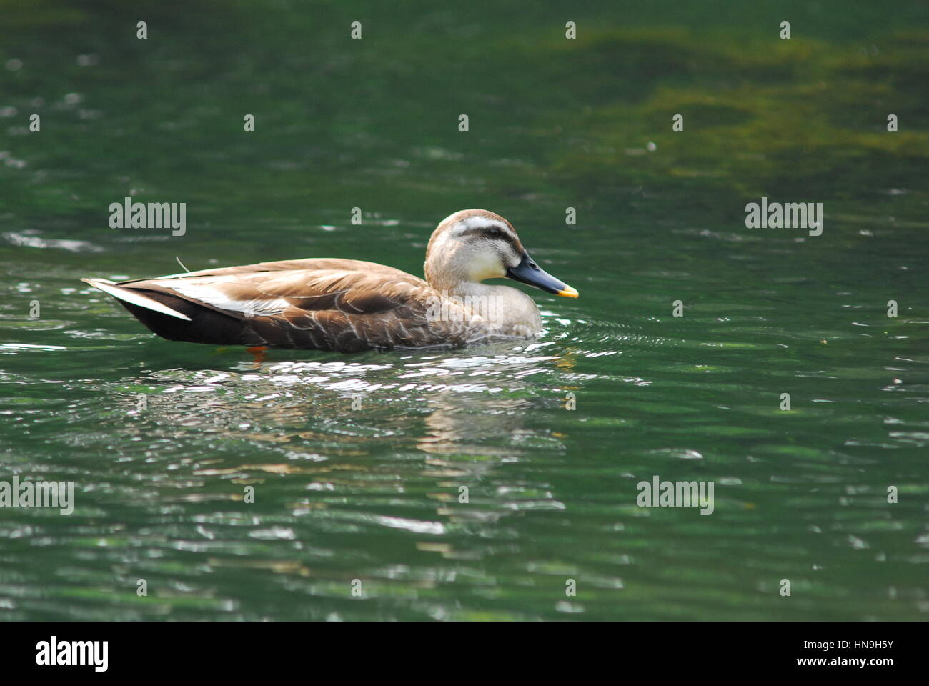Duck in japan hi-res stock photography and images - Alamy