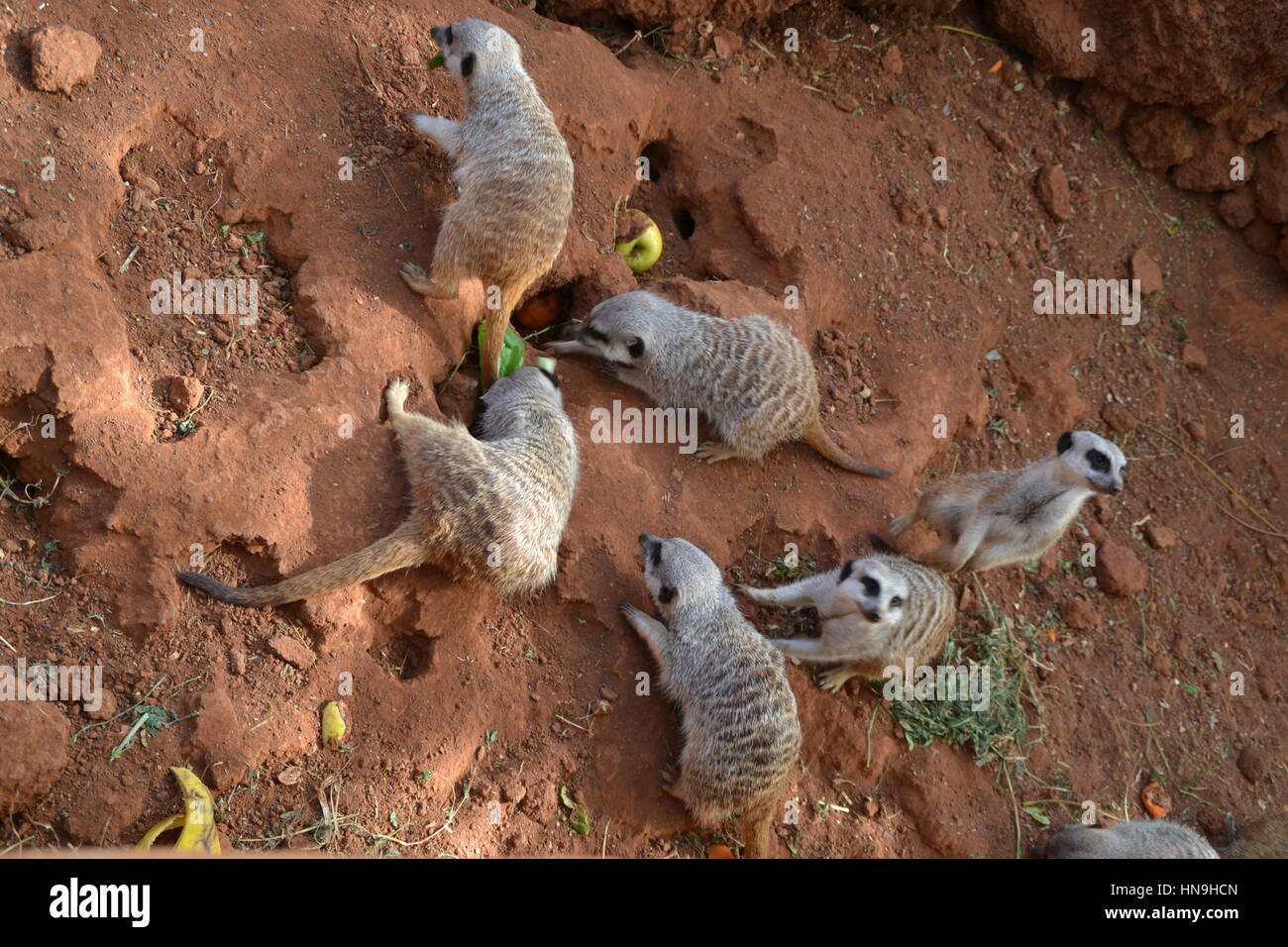Mongoose band hi-res stock photography and images - Alamy