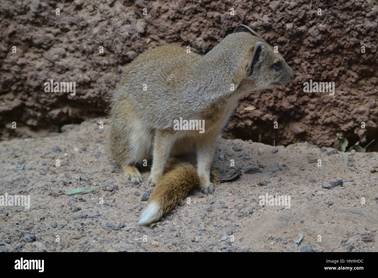 Mongoose band hi-res stock photography and images - Alamy