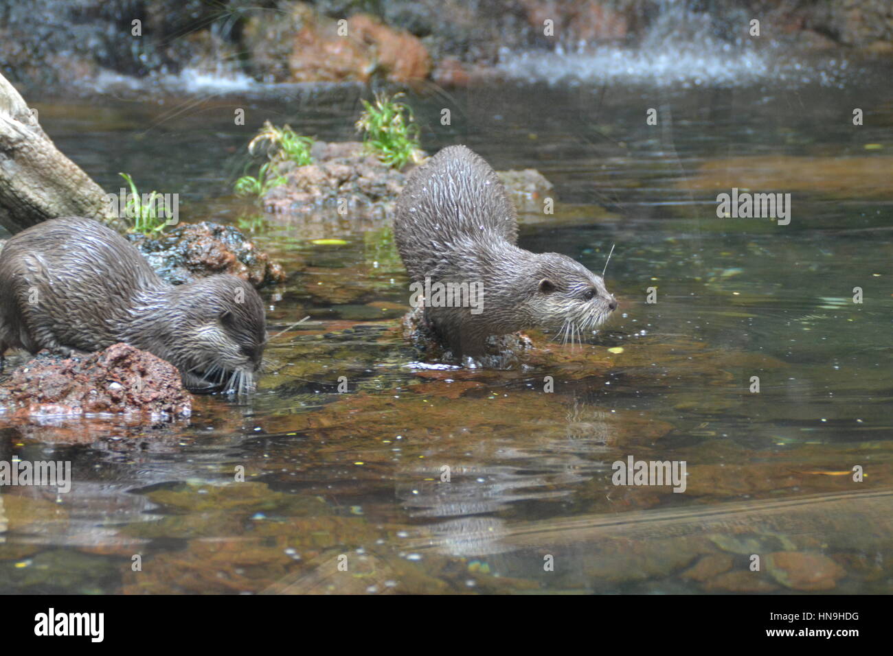 Nutria. Coypus live in burrows alongside stretches of water. They feed ...
