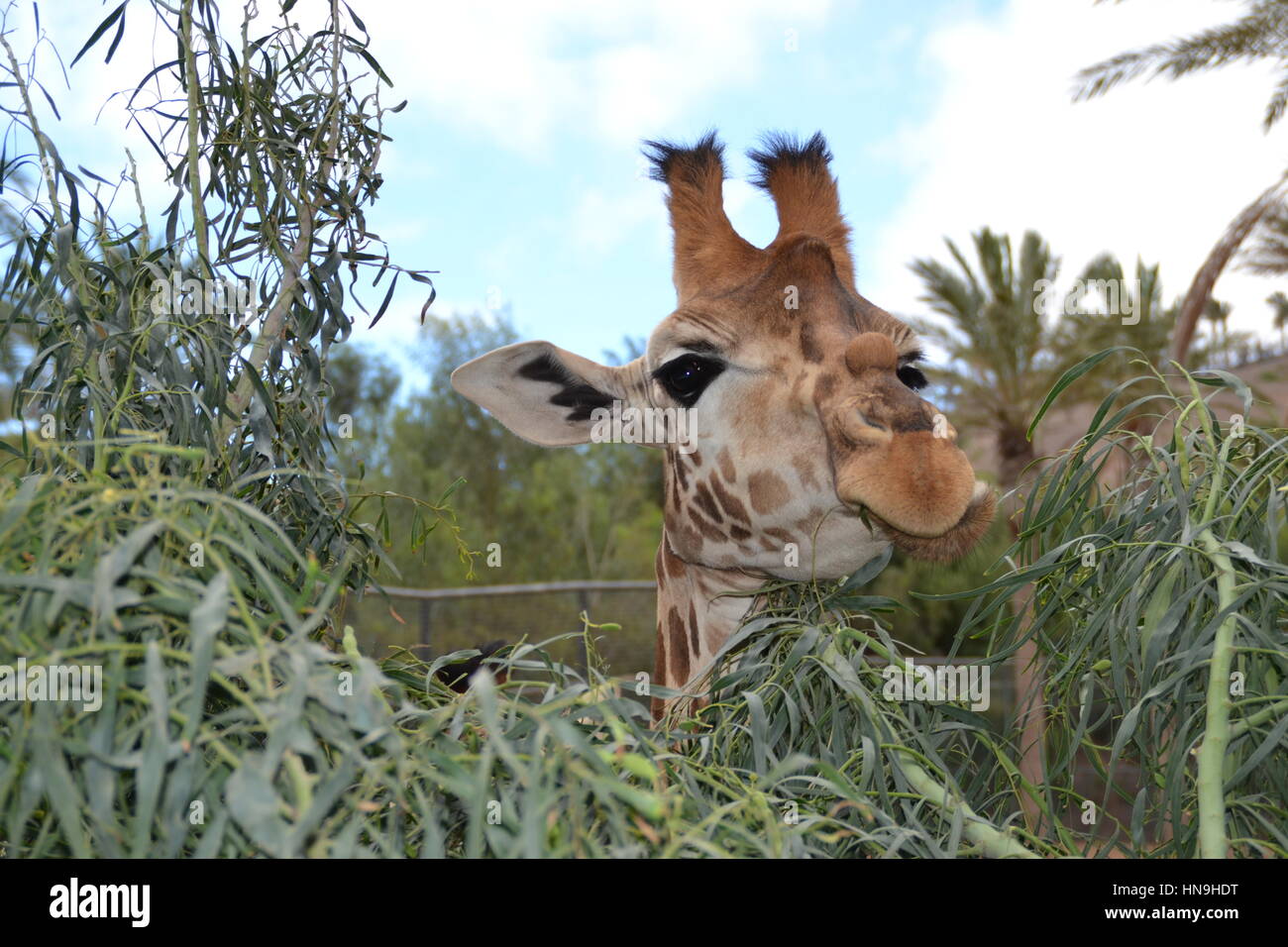 Giraffe's chief distinguishing characteristics are its extremely long ...