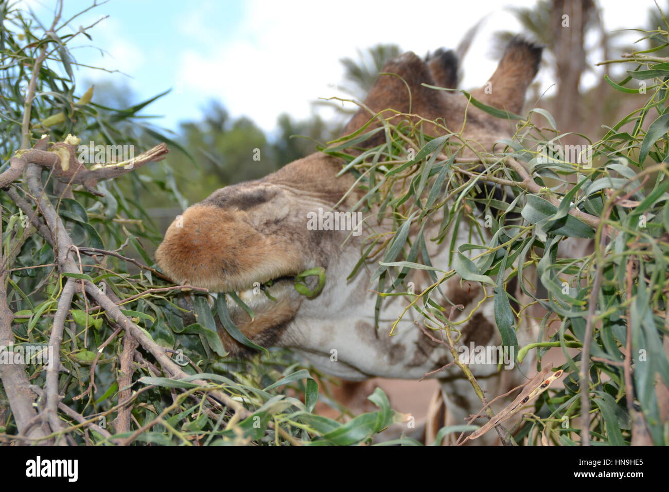 Giraffe's chief distinguishing characteristics are its extremely long ...