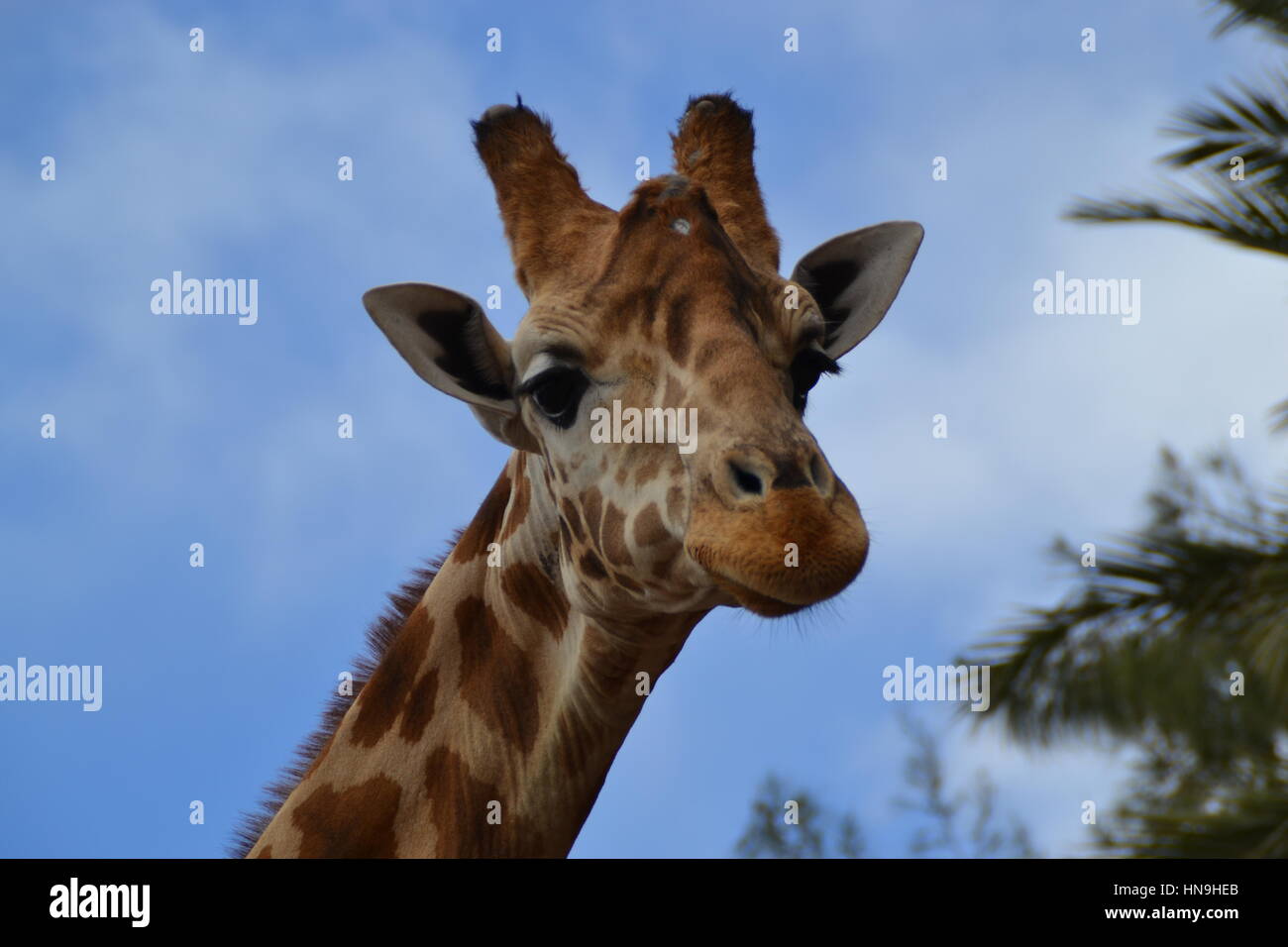 Giraffe's chief distinguishing characteristics are its extremely long ...