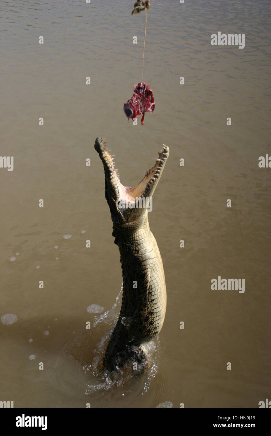Jumping crocs, Adelaide river, Australia Stock Photo - Alamy