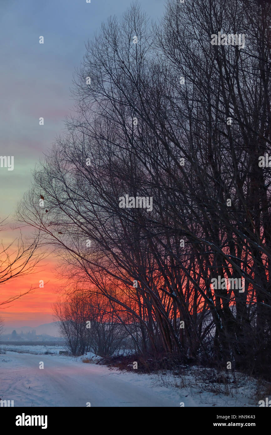 sunset with tree shadow and snow Stock Photo - Alamy