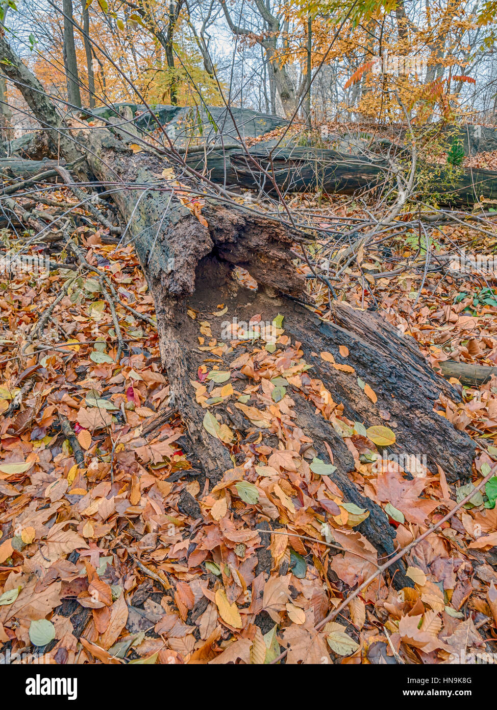 Autumn in the forest, Northeast United States Stock Photo - Alamy