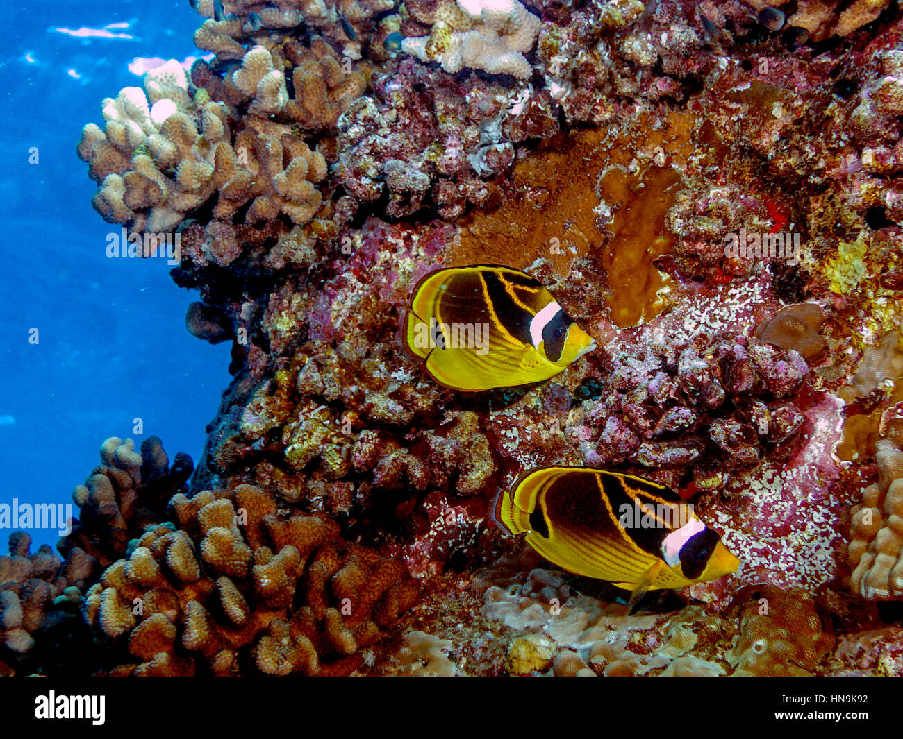 Raccoon Fish High Resolution Stock Photography and Images - Alamy