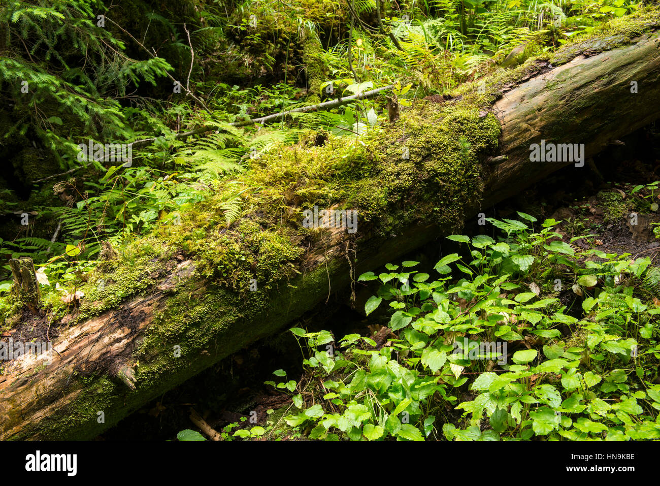 Moss park hi-res stock photography and images - Alamy