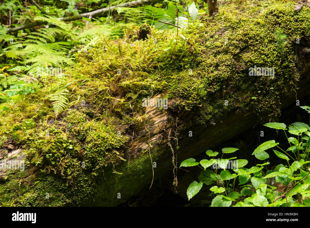 Moss growing in big fallen tree. tree trunk with moss Stock Photo - Alamy