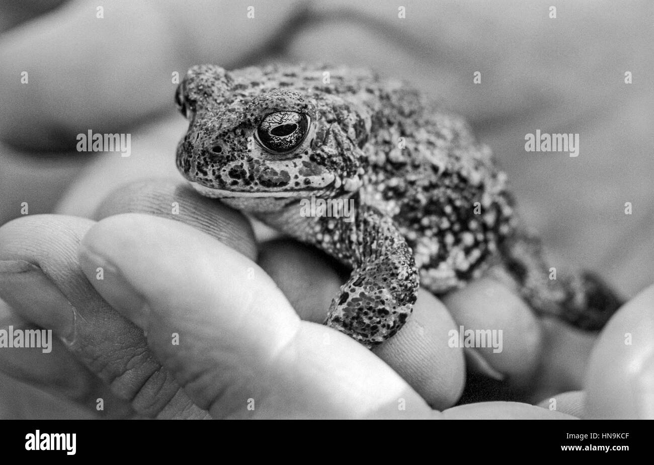 Strong toad Black and White Stock Photos & Images - Alamy