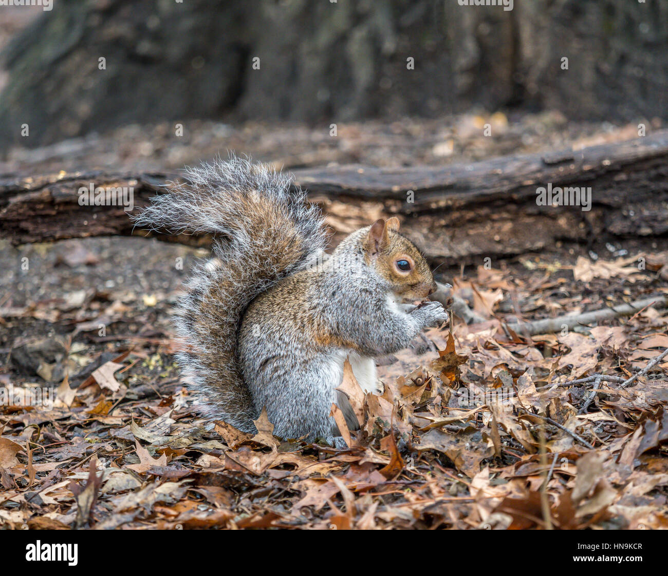 Tree squirrel in the genus sciurus hi-res stock photography and images ...