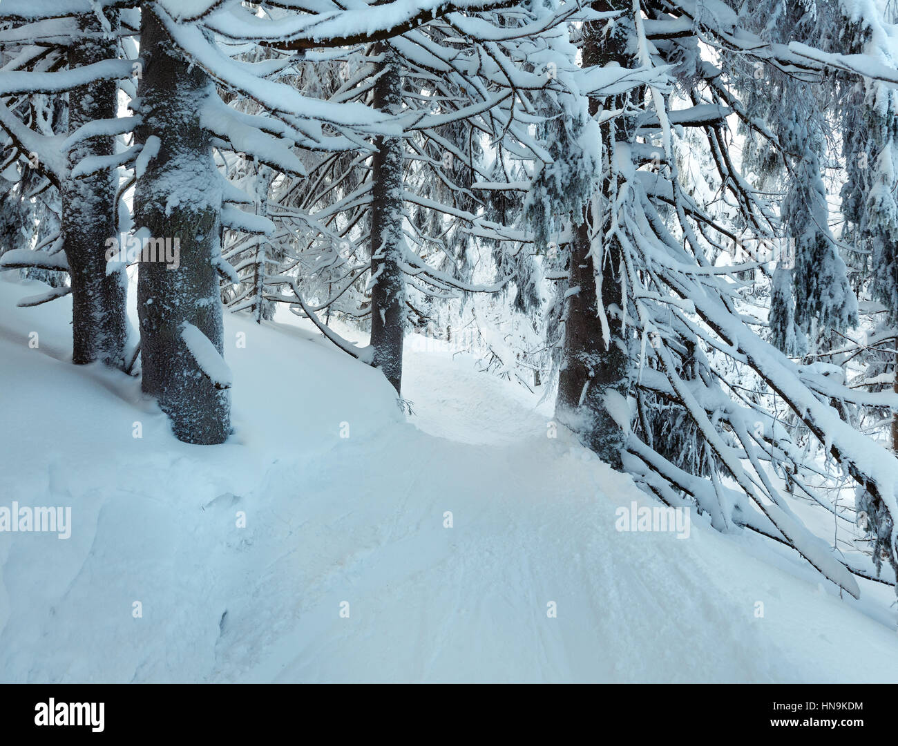 Snowy pathway through woods. Winter Carpathian fir forest view Stock ...