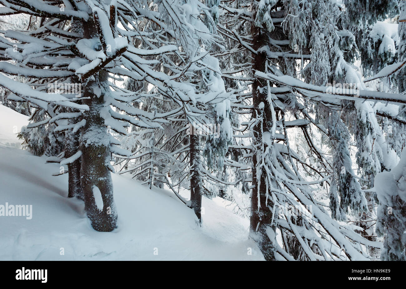 Shadows in winter mountain primeval forest and snowy pathway through ...