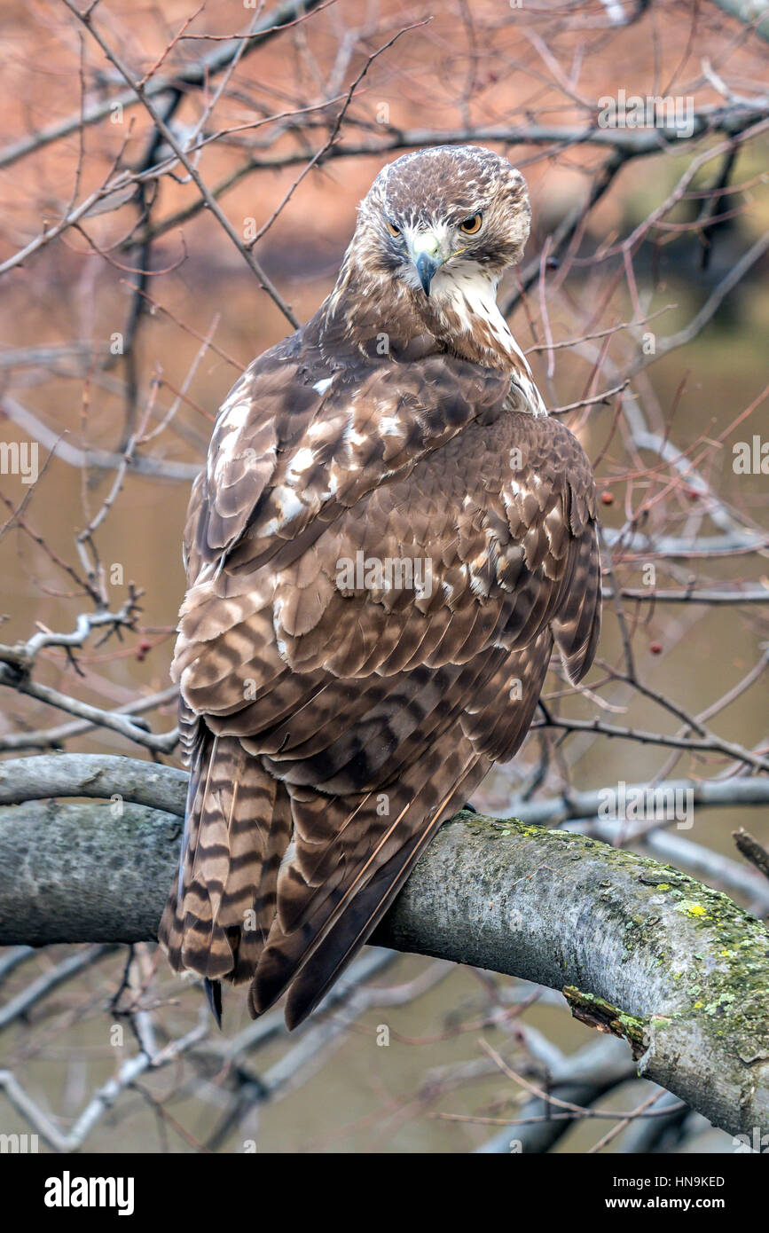 Central park hawk new york hi-res stock photography and images - Alamy