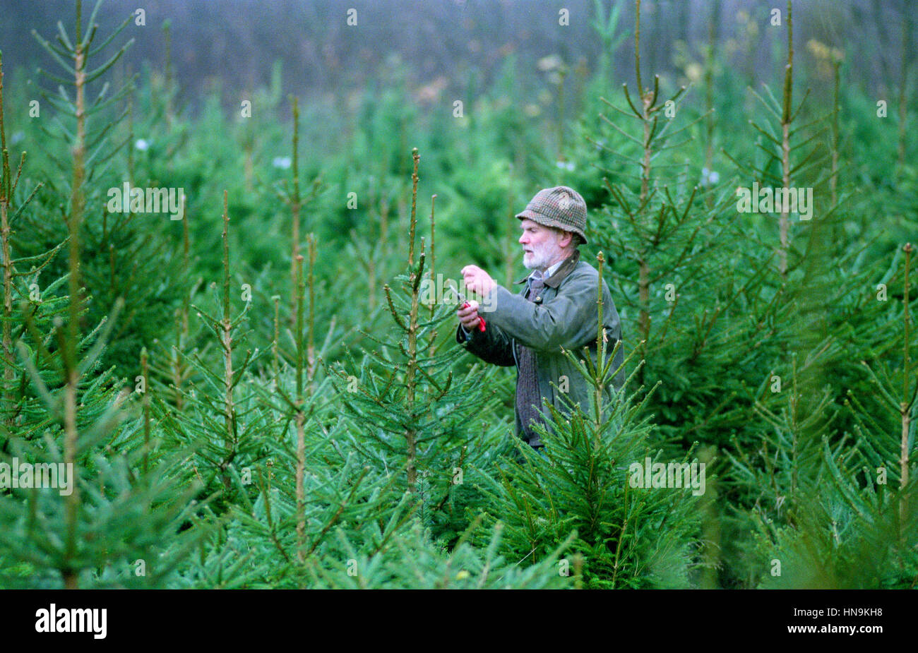 Christmas tree buying at Wilderness Wood in East Sussex, with owner ...