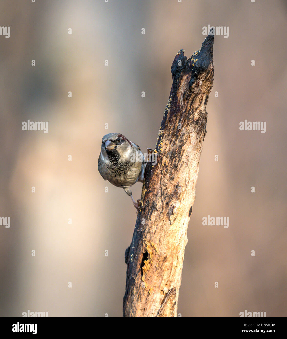 house sparrow (Passer domesticus) is a bird of the sparrow family ...