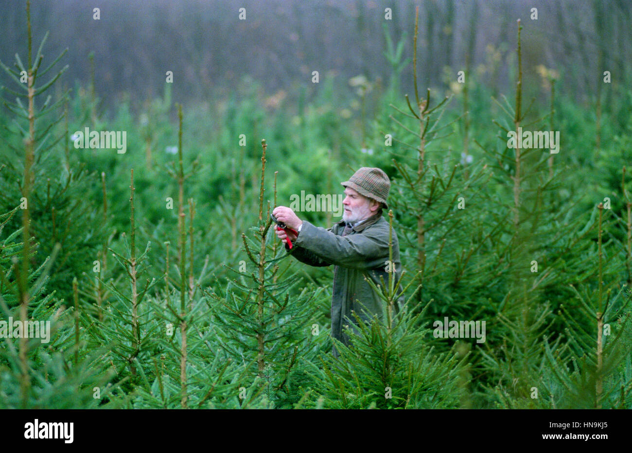 Wilderness wood sussex hi-res stock photography and images - Alamy