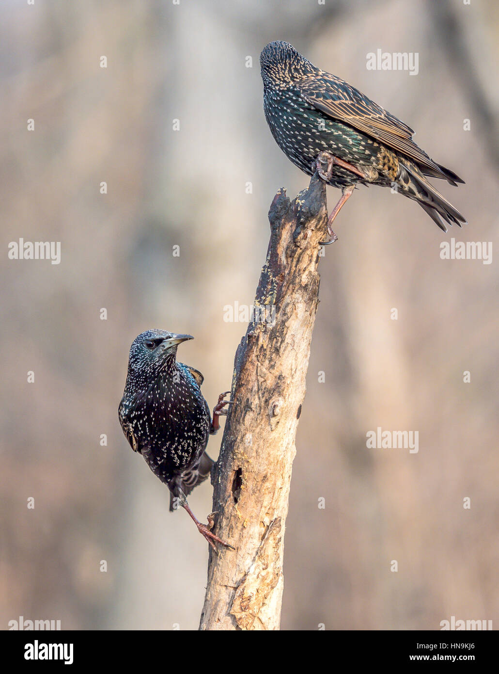 common starling,Sturnus vulgaris also known as the European starling ...