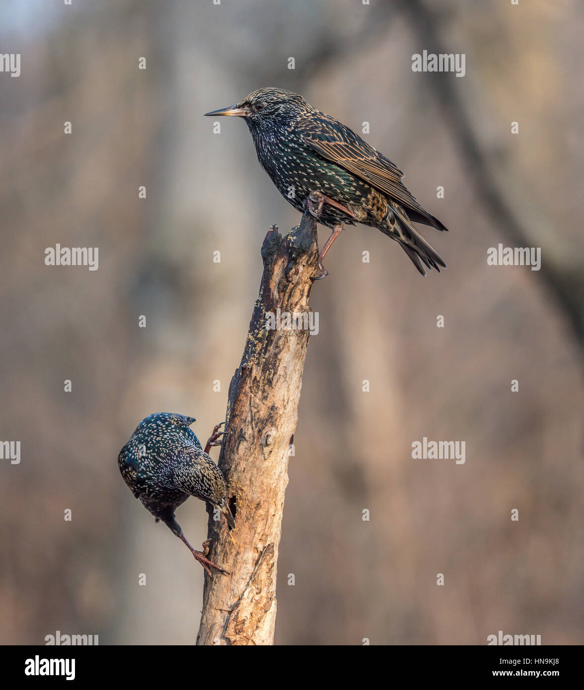 common starling,Sturnus vulgaris also known as the European starling ...