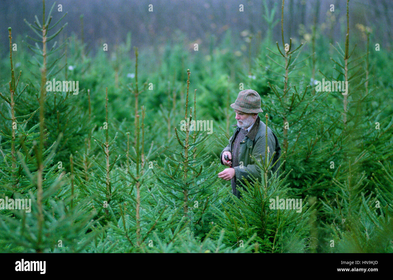 Wilderness wood sussex hi-res stock photography and images - Alamy