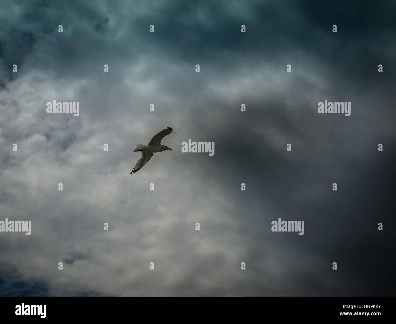 photo of gull in sky with clouds and bright sun Stock Photo - Alamy
