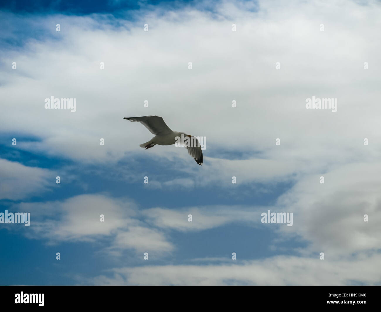 photo of gull in sky with clouds and bright sun Stock Photo - Alamy