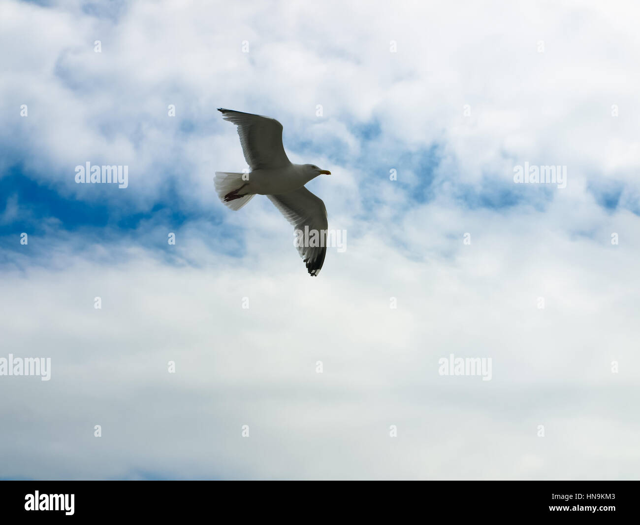 photo of gull in sky with clouds and bright sun Stock Photo - Alamy