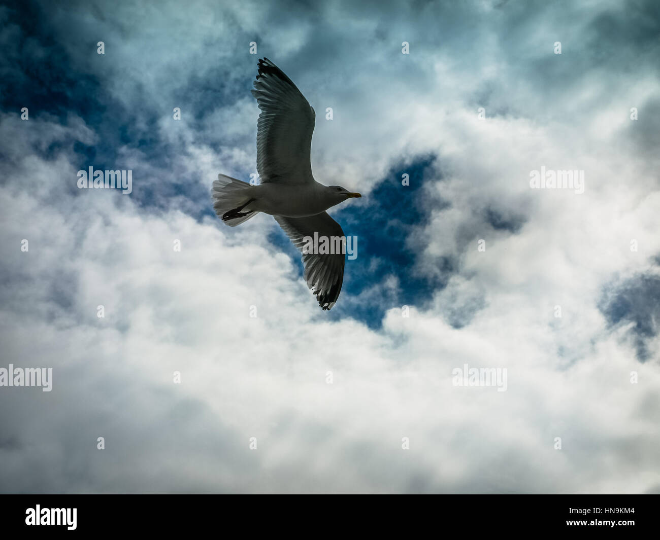 photo of gull in sky with clouds and bright sun Stock Photo - Alamy
