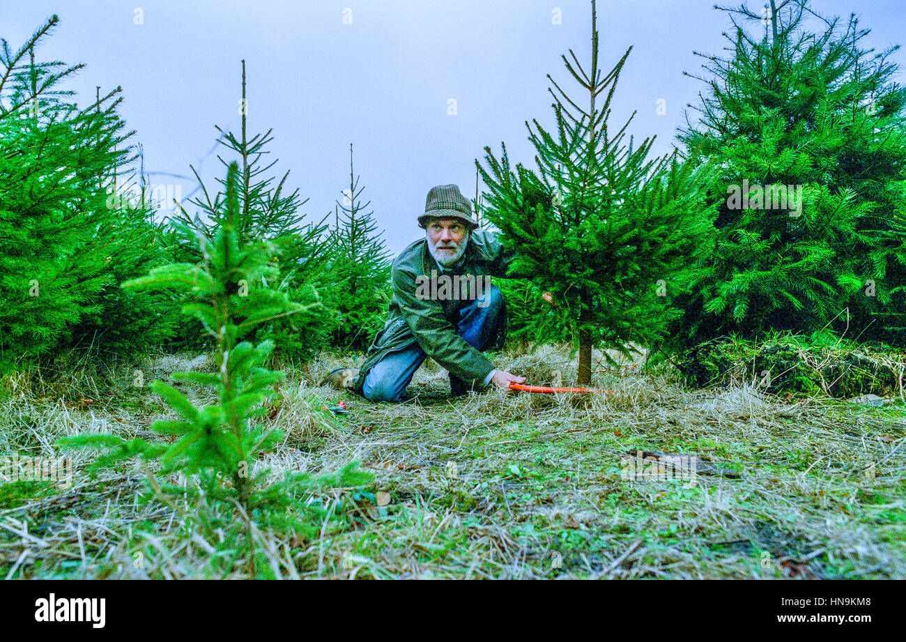 Christmas tree buying at Wilderness Wood in East Sussex, with owner ...