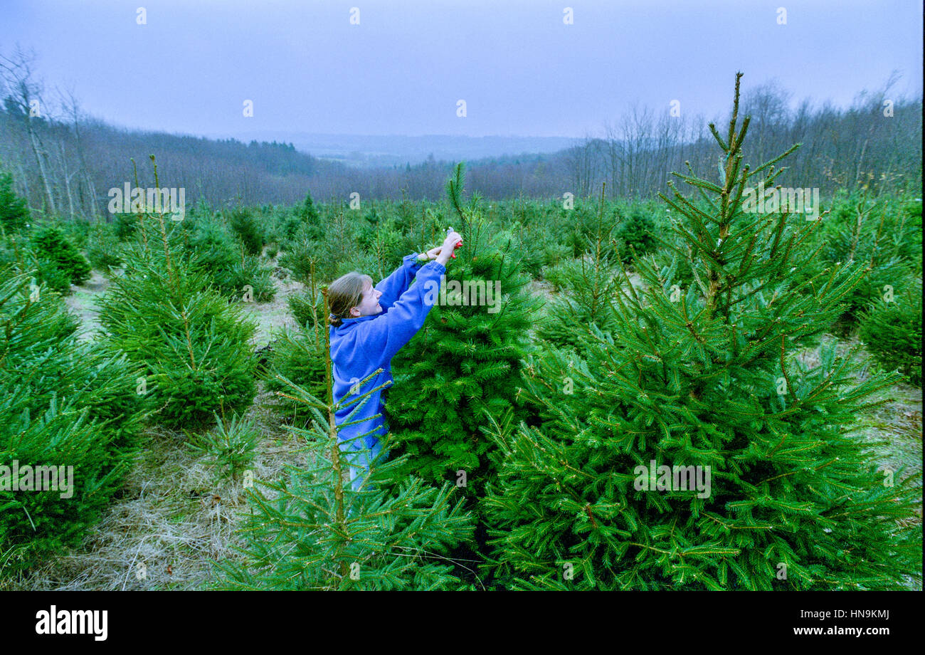 Wilderness wood sussex hi-res stock photography and images - Alamy